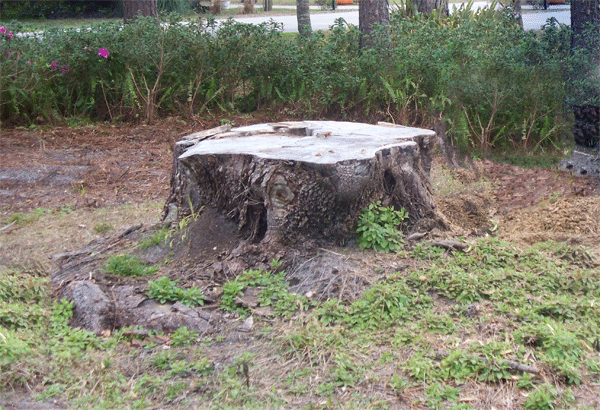 COMLY'S STUMP GRINDING; how to measure a tree stump